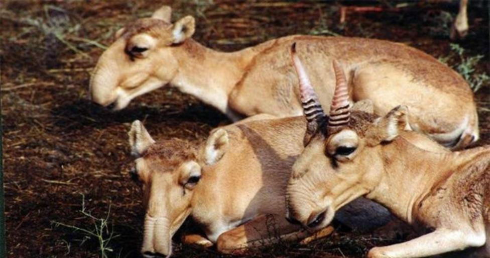 37 бөхөн агнасан хэргийг шүүхэд шилжүүлжээ