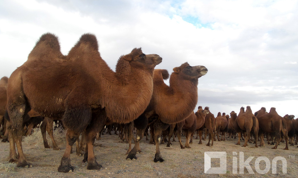 Монголд анх удаа 1,000 тэмээ уралдуулна