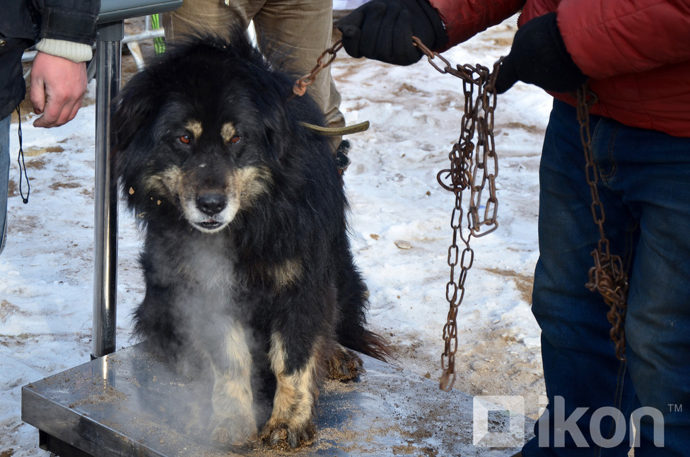 Нохойд хазуулсан тохиолдолд галзуугийн эсрэг вакцин ЗААВАЛ хийлгэх шаардлагатай