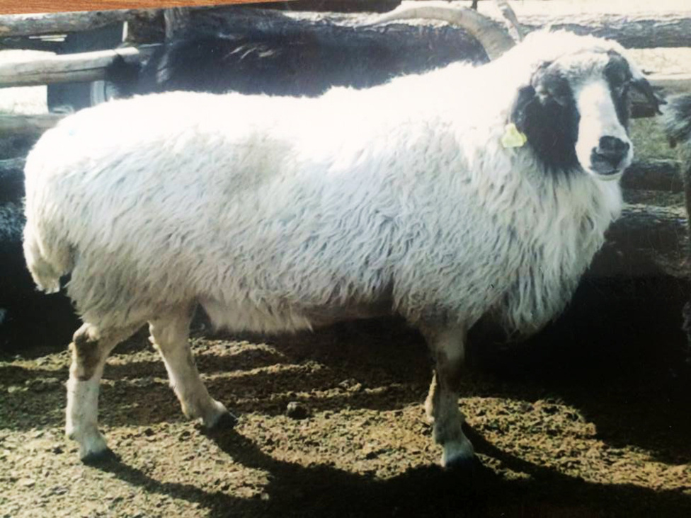 Хонины шинэ үүлдэр батлагдлаа