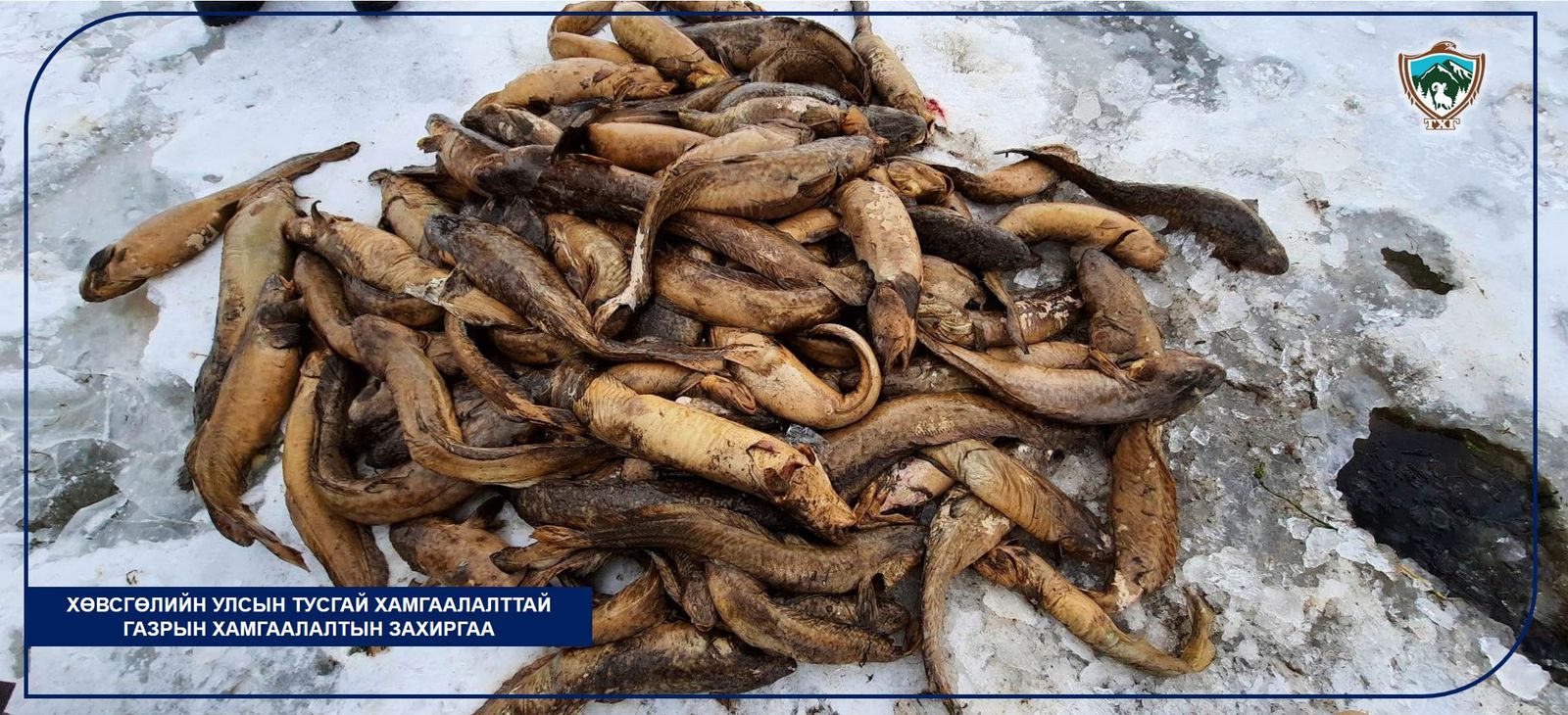Шар усны үерийн улмаас хүчилтөрөгчийн дутагдалд орж загас олноор