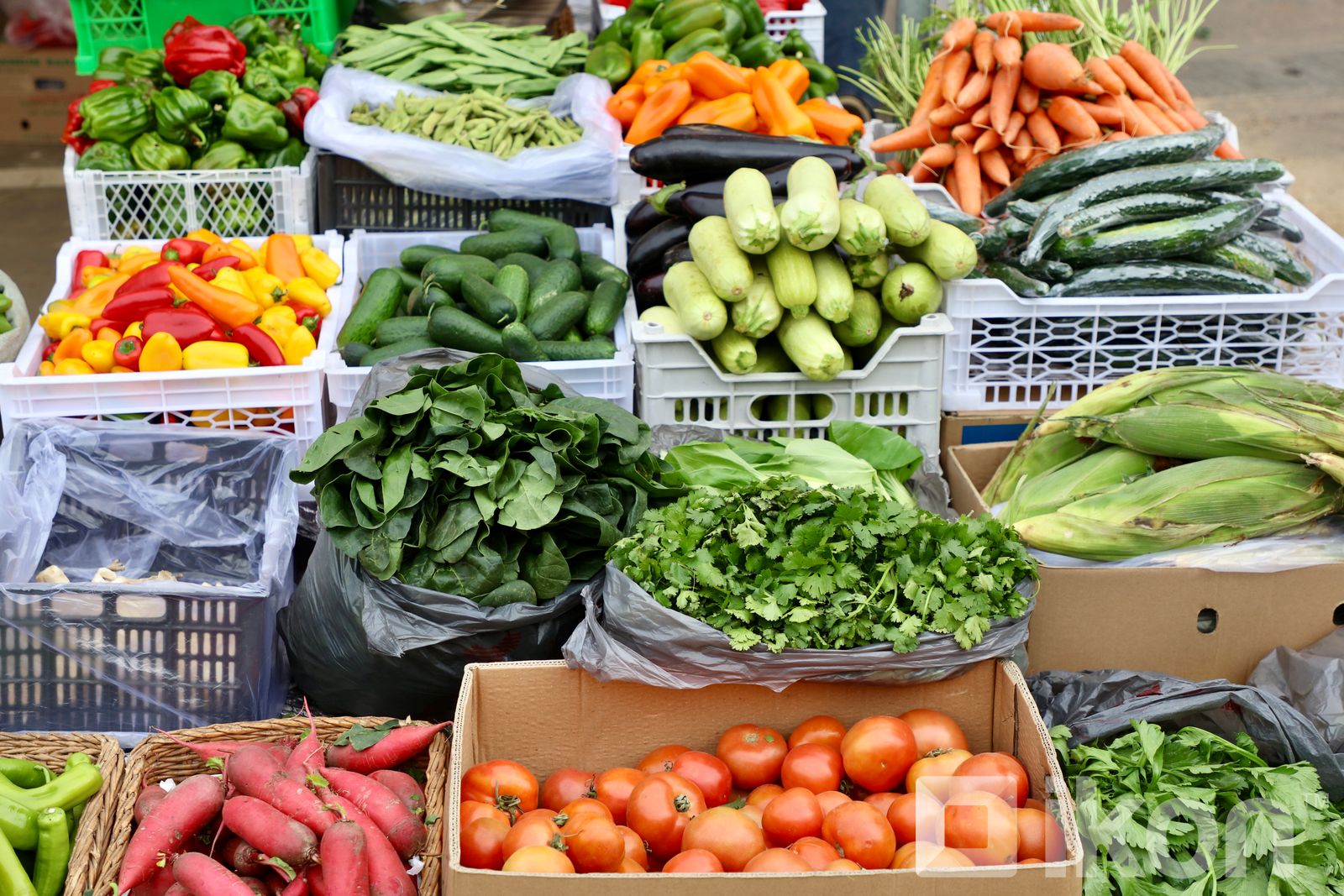 ФОТО Шинэ ургацын ногооны “Намрын ногоон өдрүүд Үндэсний үйлдвэрлэл” үзэсгэлэн өнөөдрөөс эхэлж